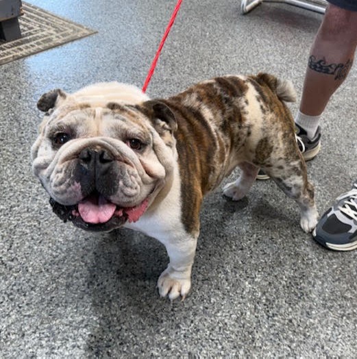 Hulk Morgan (now Angus) - Lone Star Bulldog Club Rescue