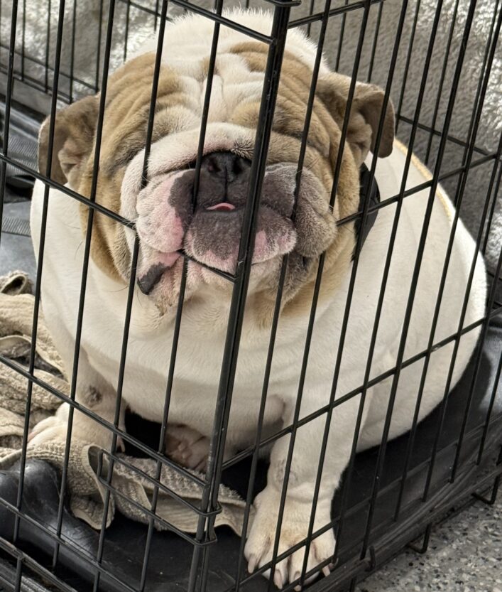 Apple Dumpling (now Betty) - Lone Star Bulldog Club Rescue
