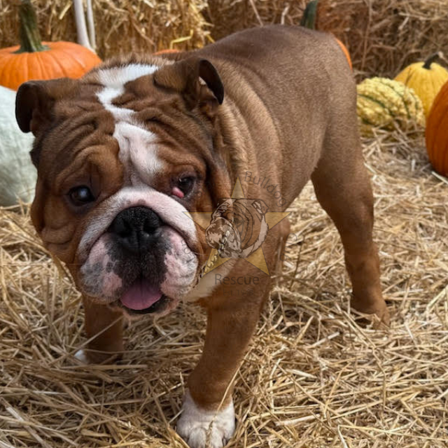 Adopt Bulldog Boston (now Alfie) - Lone Star Bulldog Club Rescue