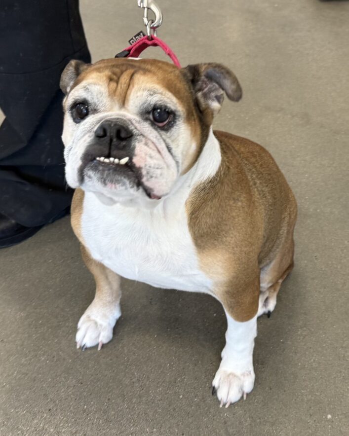 Chloe Nicole - Lone Star Bulldog Club Rescue