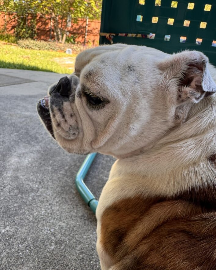 Honey Bunz Babushka - Lone Star Bulldog Club Rescue
