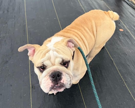 Jack Frosted Flakes - Lone Star Bulldog Club Rescue