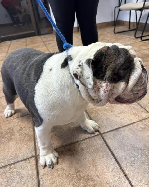 Suzy Snowflake - Lone Star Bulldog Club Rescue
