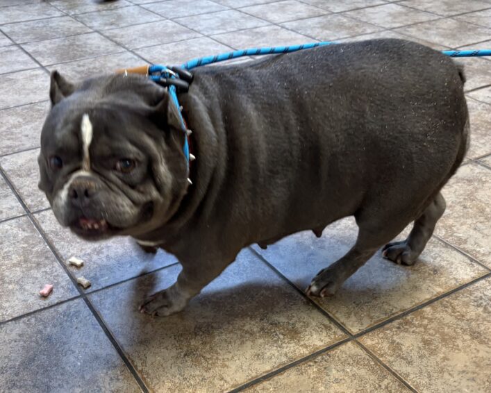 Annie Marie - Lone Star Bulldog Club Rescue