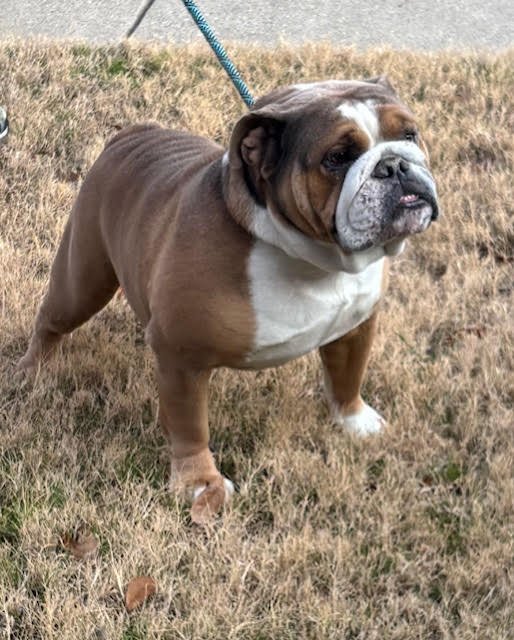 Bingo Valentine - Lone Star Bulldog Club Rescue
